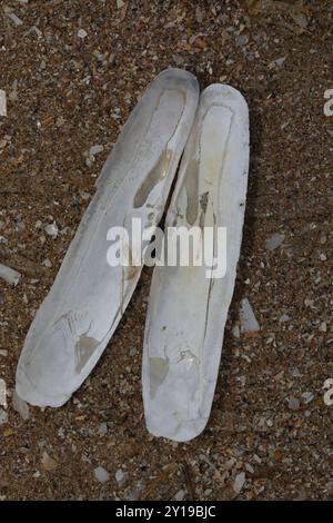 Pod Razor (Pharus legumen) Mollusca Stock Photo - Alamy