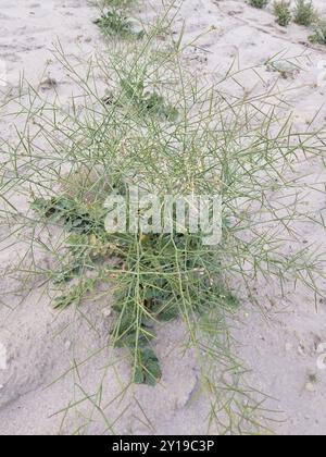 Saharan Mustard (Brassica tournefortii) Plantae Stock Photo - Alamy