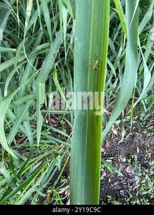 Striped Ladybird (Micraspis frenata), Insecta, Eccleston, NSW, AU Stock ...