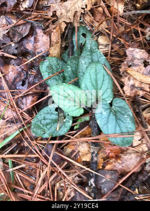 Carolina violet (Viola villosa) Plantae Stock Photo - Alamy