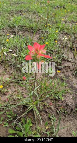 Texas Paintbrush (Castilleja indivisa) Plantae Stock Photo - Alamy