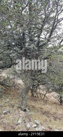 Mexican pinyon (Pinus cembroides) Plantae Stock Photo - Alamy