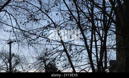 Ash Flower Gall Mite (Aceria fraxiniflora) Arachnida Stock Photo - Alamy