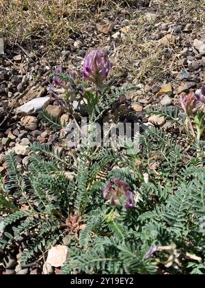 Ground-plum (Astragalus crassicarpus) Plantae Stock Photo - Alamy