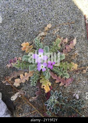 Sea Stock (Matthiola sinuata) Plantae Stock Photo - Alamy