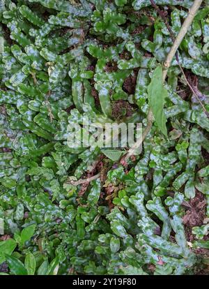 Complex thallose liverworts (Marchantiales) Plantae Stock Photo - Alamy