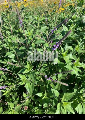 western vervain (Verbena lasiostachys) Plantae Stock Photo - Alamy