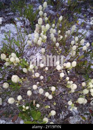 Florida pennyroyal (Piloblephis rigida) Plantae Stock Photo - Alamy