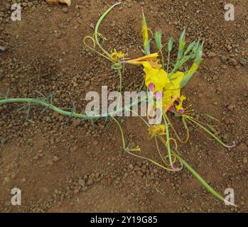 Yellow Mouse Whiskers (Cleome angustifolia) Plantae Stock Photo - Alamy
