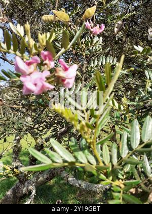 Gardenroute Keurboom (Virgilia divaricata) Plantae Stock Photo - Alamy