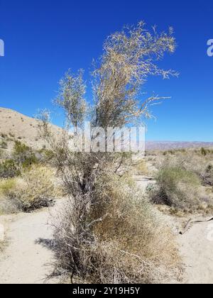 Smoke Tree (Psorothamnus spinosus), Plantae, Indio Hills Palms Park ...