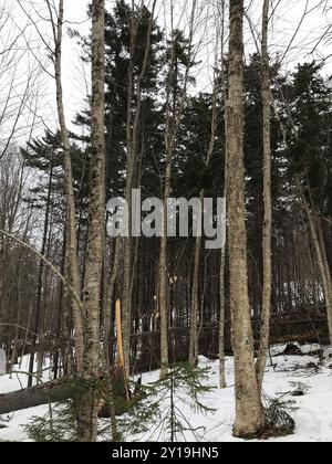 red spruce (Picea rubens) Plantae Stock Photo - Alamy