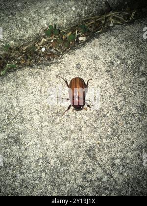 May Beetles (Phyllophaga) Insecta Stock Photo - Alamy
