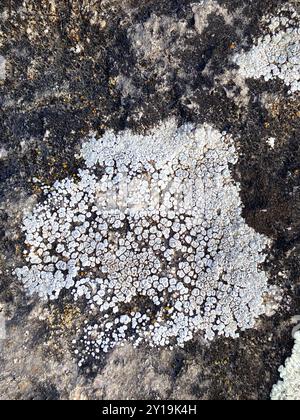 Chiseled Sunken Disk Lichen (Circinaria contorta Stock Photo - Alamy