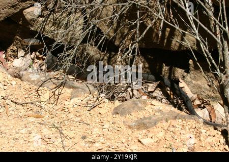 Lowlands Copperhead (Austrelaps superbus) Reptilia Stock Photo - Alamy