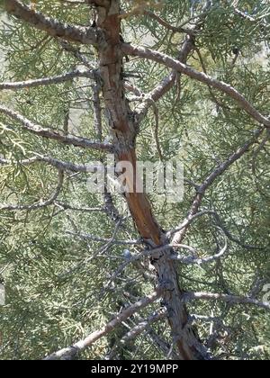 western juniper (Juniperus occidentalis) Plantae Stock Photo - Alamy