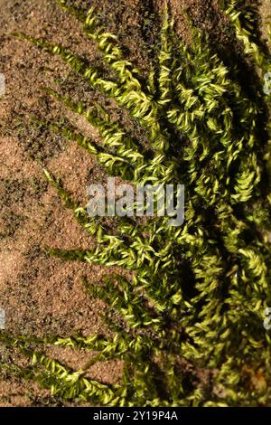 Silky Wall Feather-moss (Homalothecium sericeum) Plantae Stock Photo ...