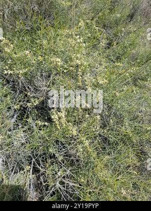 Cheesebush (Ambrosia salsola) Plantae Stock Photo - Alamy