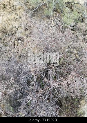 White Rhatany (Krameria bicolor) Plantae Stock Photo - Alamy