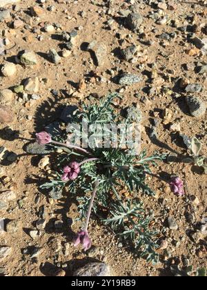 purple-nerve cymopterus (Vesper multinervatus) Plantae Stock Photo - Alamy