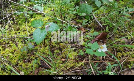 brook wakerobin (Pseudotrillium rivale) Plantae Stock Photo - Alamy