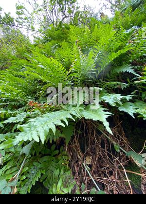 California Polypody (Polypodium californicum) Plantae Stock Photo - Alamy
