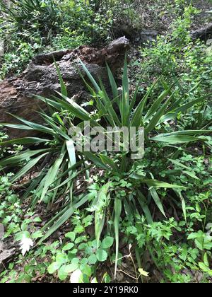 Twisted-leaf Yucca (Yucca rupicola) Plantae Stock Photo - Alamy