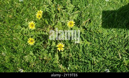 Capeweed (Arctotheca calendula) Plantae Stock Photo - Alamy