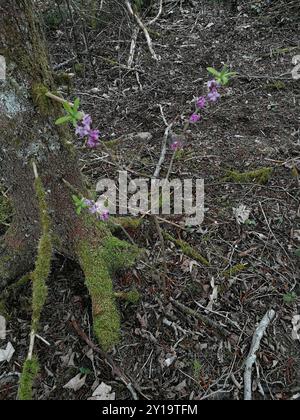 Mezereon (Daphne mezereum) Plantae Stock Photo - Alamy