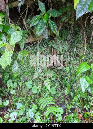 Complex thallose liverworts (Marchantiales) Plantae Stock Photo - Alamy