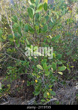 Large Gallberry (Ilex coriacea) Plantae Stock Photo - Alamy