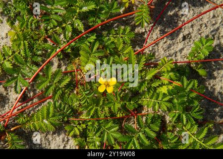 Silverweed growing in the dunes, plants connected by red rooting ...