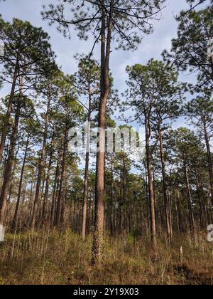 longleaf pine (Pinus palustris) Plantae Stock Photo - Alamy
