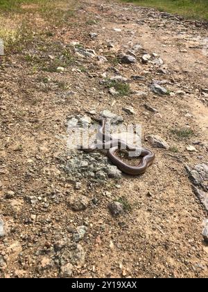 Desert Rosy Boa (Lichanura trivirgata) Reptilia Stock Photo - Alamy