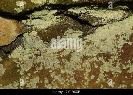 (Lepraria membranacea) Fungi Stock Photo - Alamy