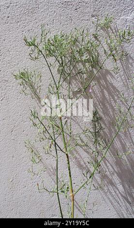 Panicled Foldwing (Dicliptera paniculata) Plantae Stock Photo - Alamy