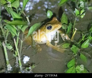 Tree Frogs and Allies (Hylidae) Amphibia Stock Photo - Alamy