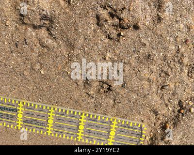 Holarctic Ground Squirrels (Marmotini) Mammalia Stock Photo - Alamy