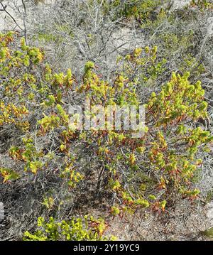 Singlet Hanging Heath (Erica coccinea uniflora) Plantae Stock Photo - Alamy