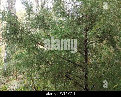 Southern Redcedar (Juniperus virginiana silicicola) Plantae Stock Photo ...
