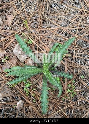 sandhill thistle (Cirsium repandum) Plantae Stock Photo - Alamy