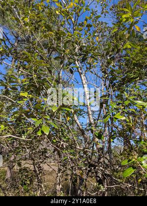 American olive (Cartrema americana), Plantae, Windsor Forest, Savannah ...