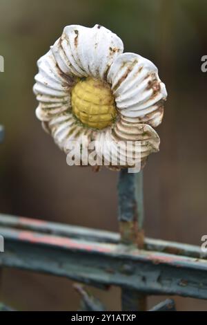 Wrought iron daisy on a garden fence Stock Photo - Alamy