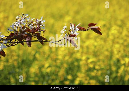 Copper rock pear Stock Photo - Alamy