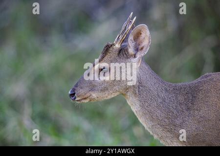 Grossmazama (Mazama americana) Pantanal Brazil Stock Photo - Alamy