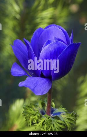 Crown anemone (Anemone coronaria) in flower, purple form, Omalos ...