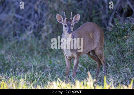 Grossmazama (Mazama americana) Pantanal Brazil Stock Photo - Alamy