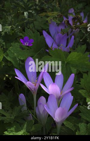 Violet colchicum flower blossoms in autumn field Stock Photo - Alamy