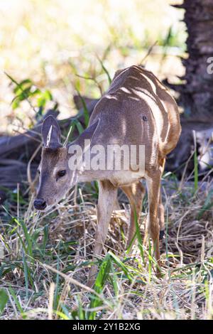 Grossmazama (Mazama americana) Pantanal Brazil Stock Photo - Alamy