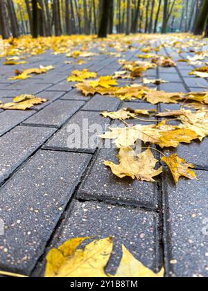 surface of footpath covered by fallen leaves in city park on autumn day Stock Photo - Alamy